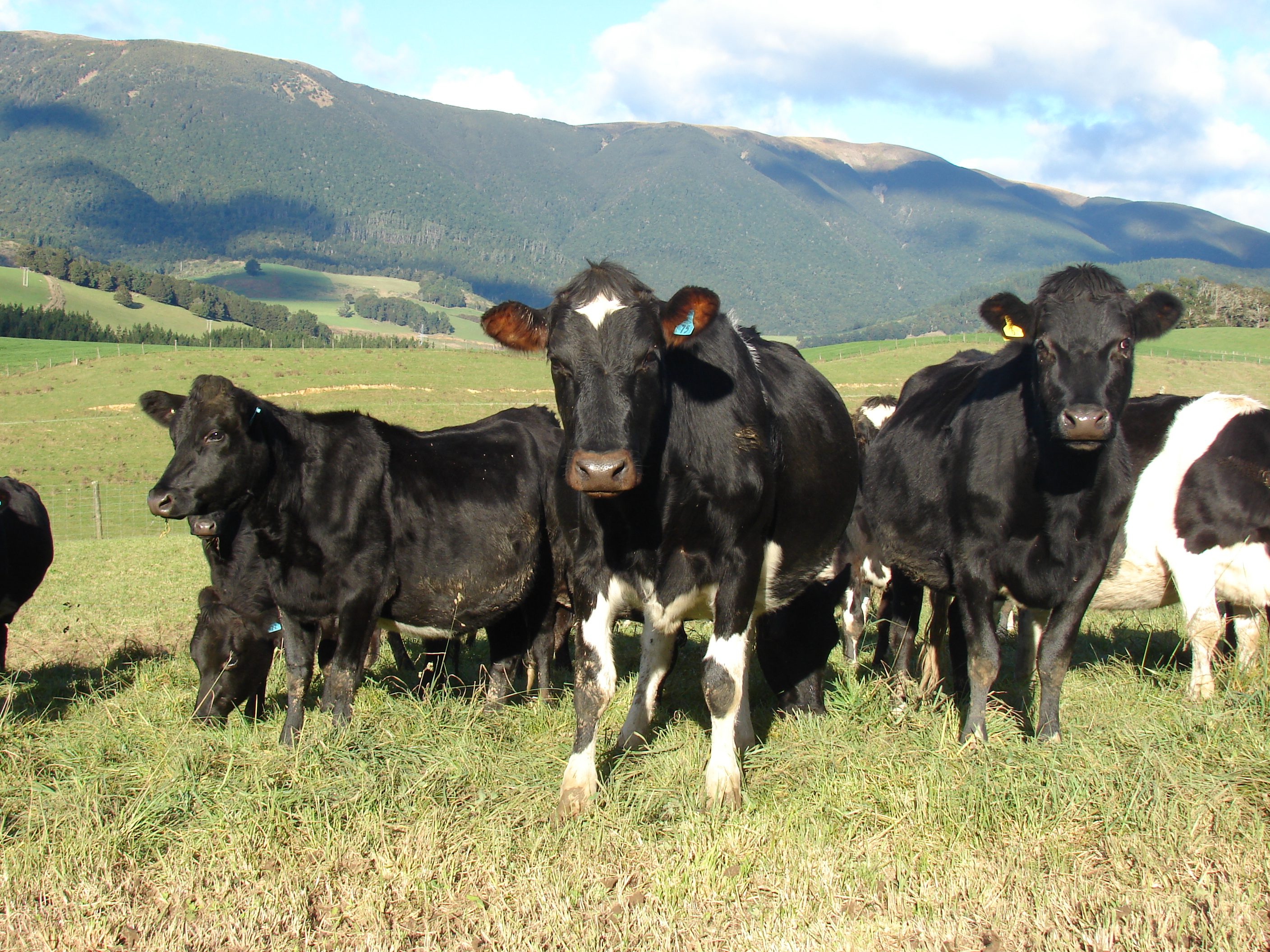 Smooth deliveries - Dairy Country