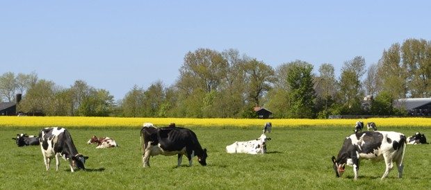 Climate debate captures Dutch dairy - Dairy Country