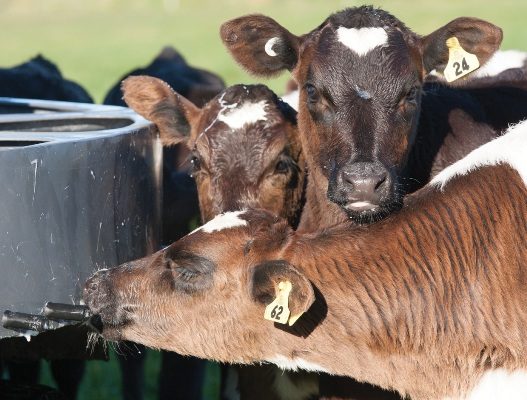 Weaning healthy calves - Dairy Country