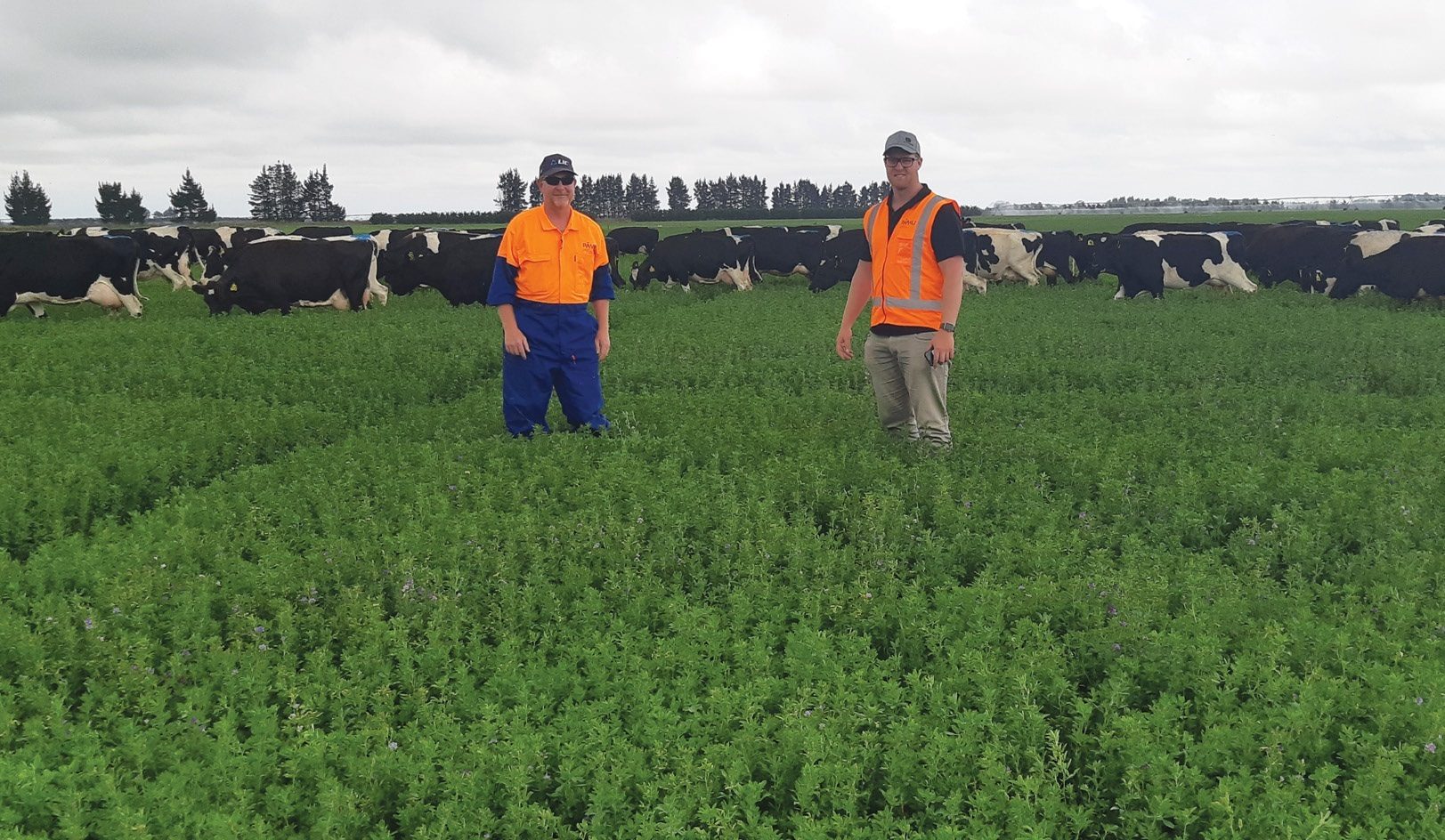 Winning with irrigated lucerne - Dairy Country