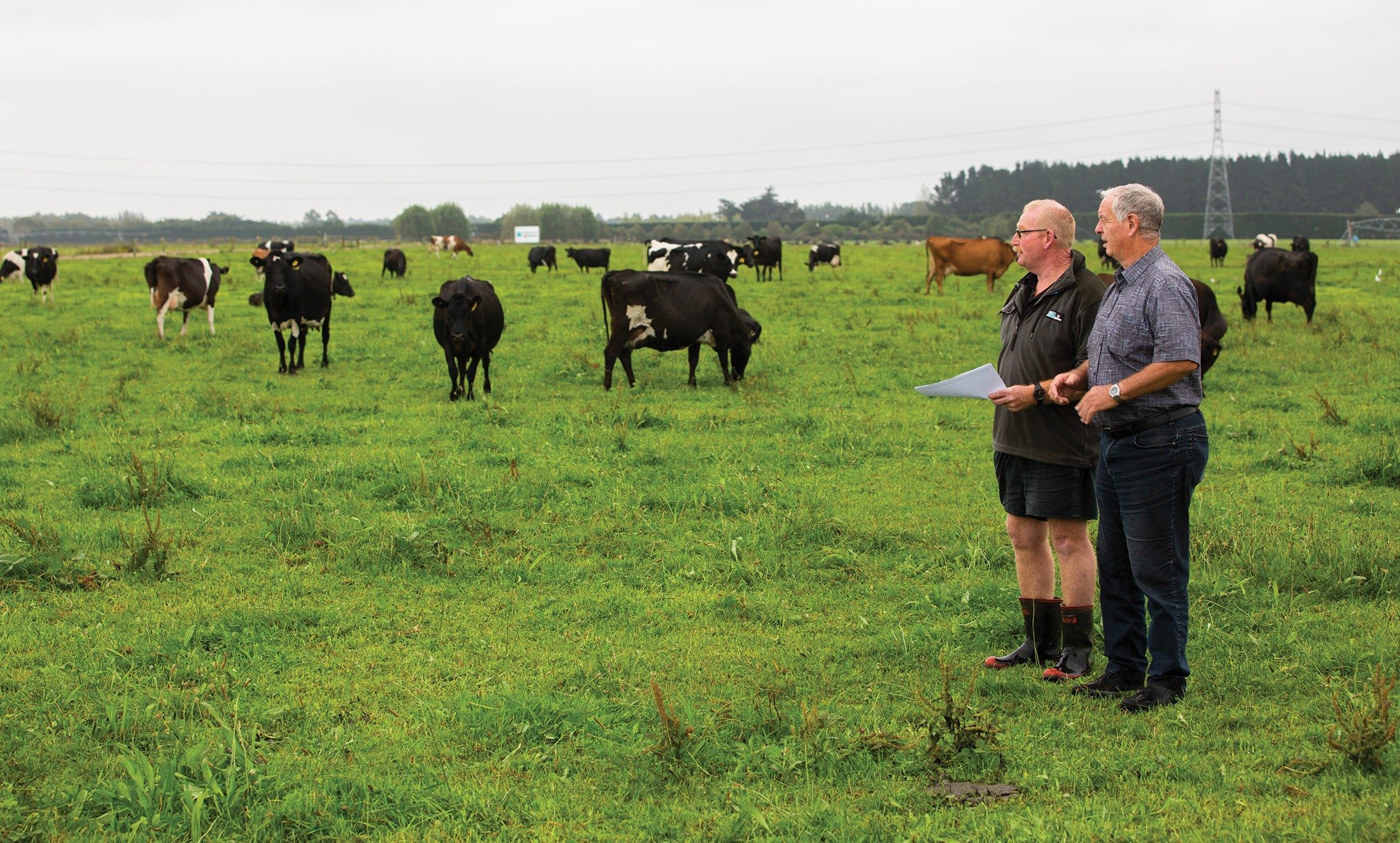 Culling to lift cow performance - Dairy Country