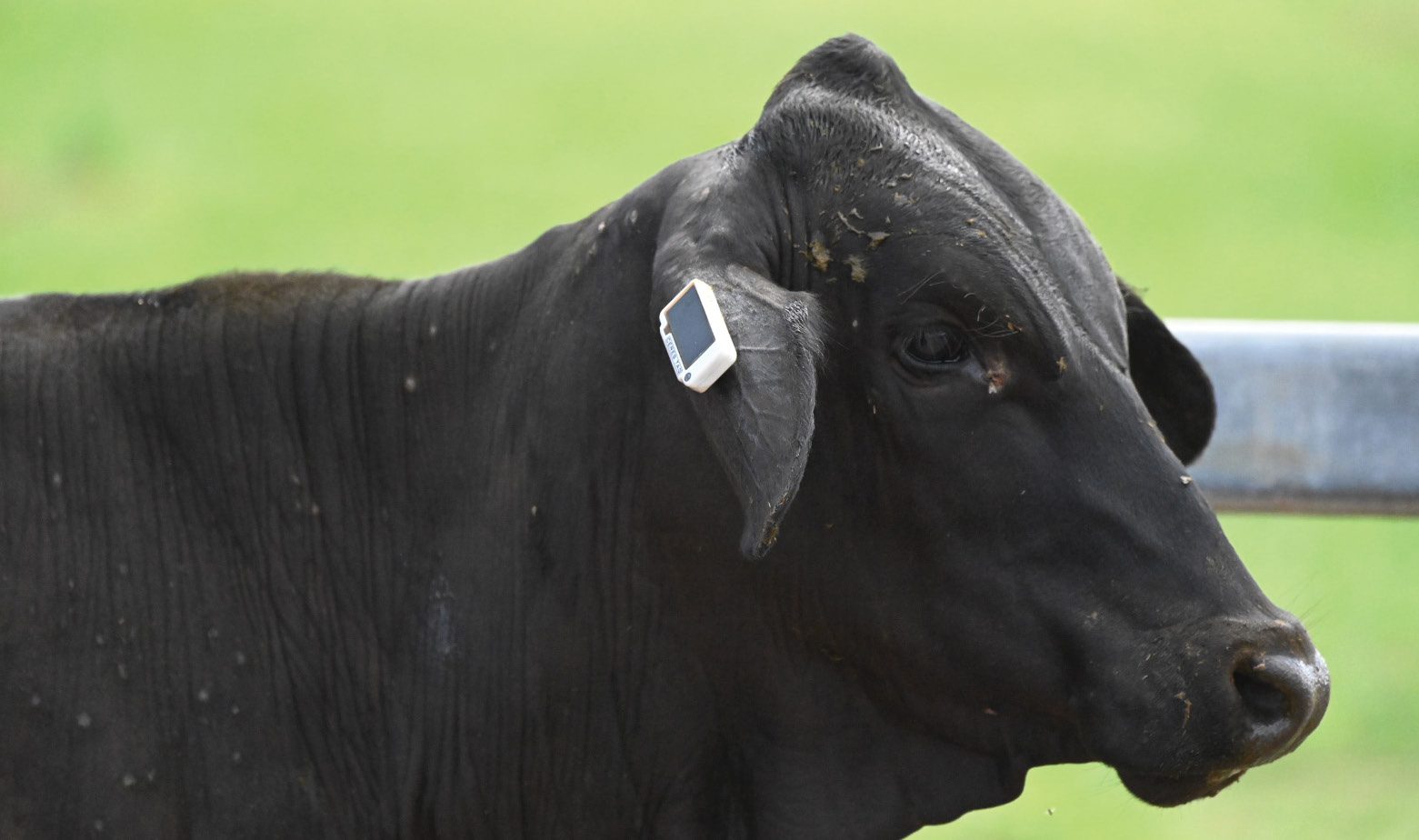 Smart tag under trial - Dairy Country