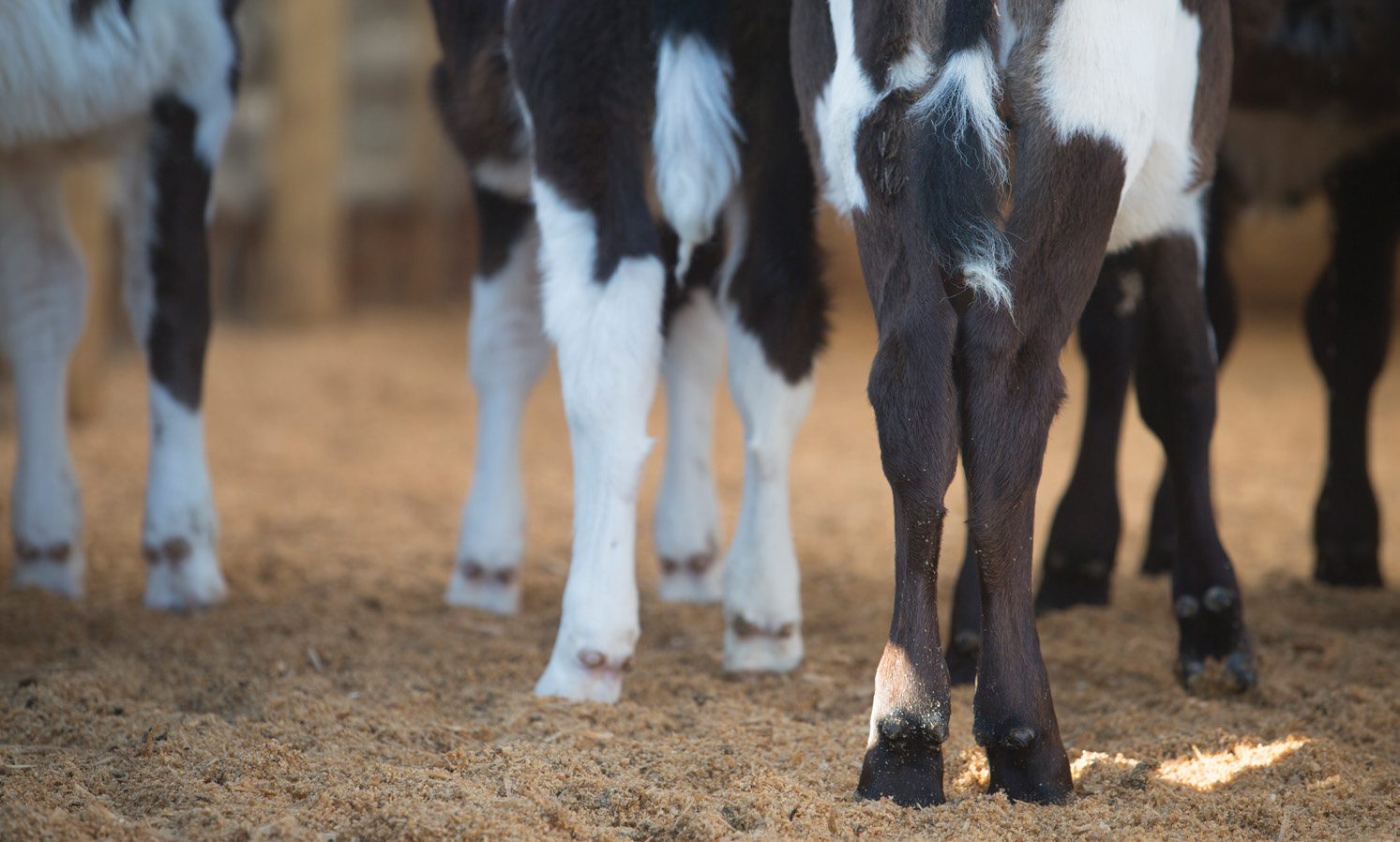 Calf-rearing lessons - Dairy Country
