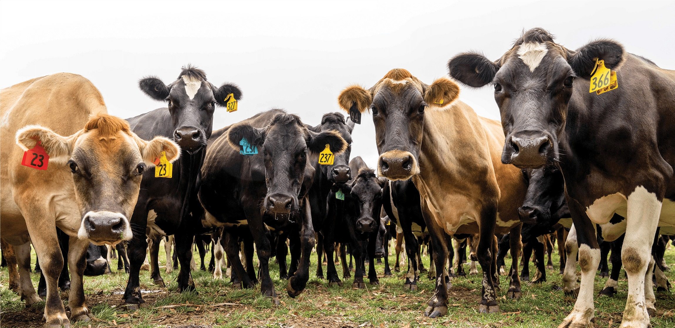 New Breeding Data Recording System By November Dairy Country