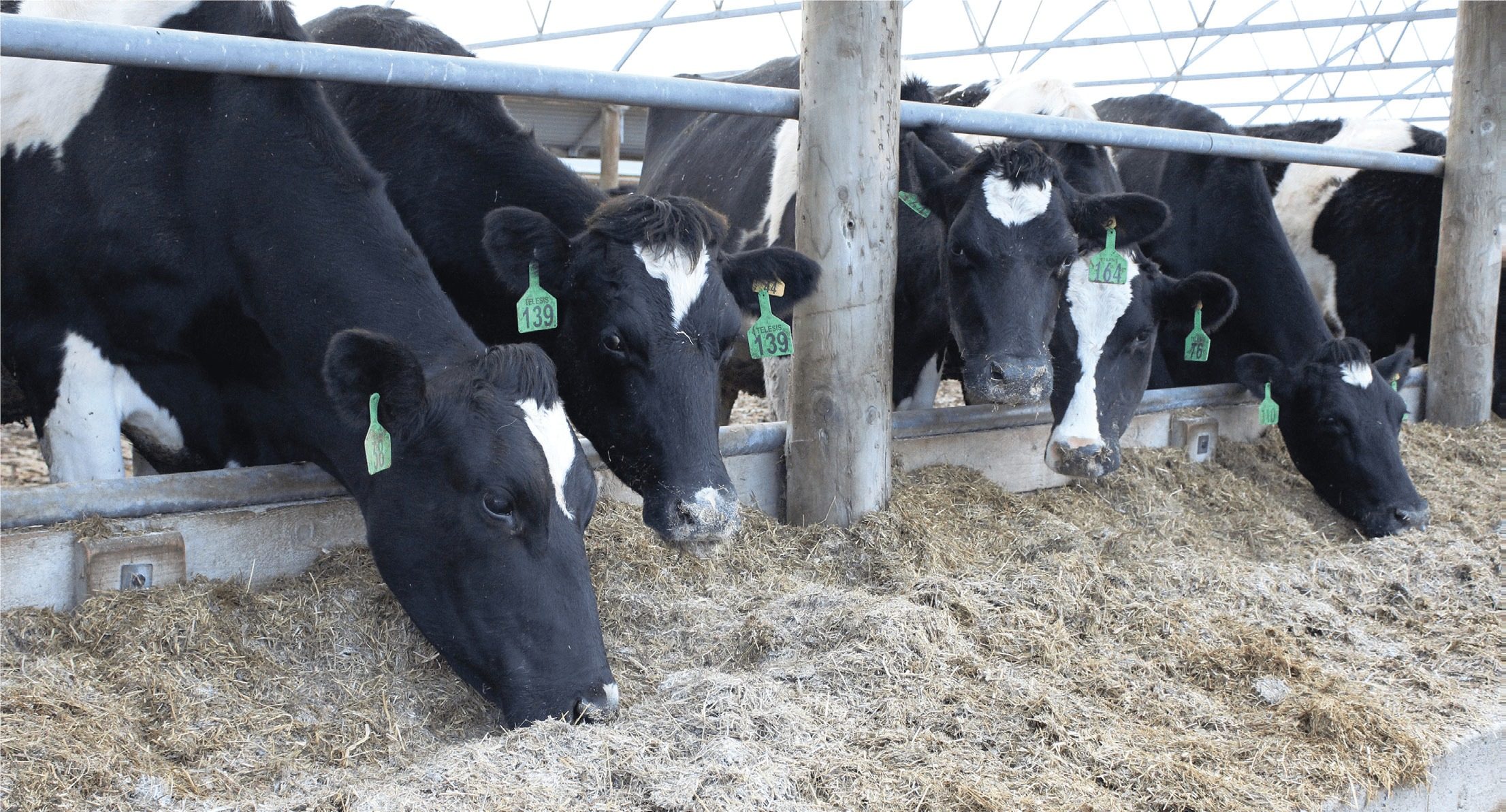 Spotting the Springer - Dairy Country