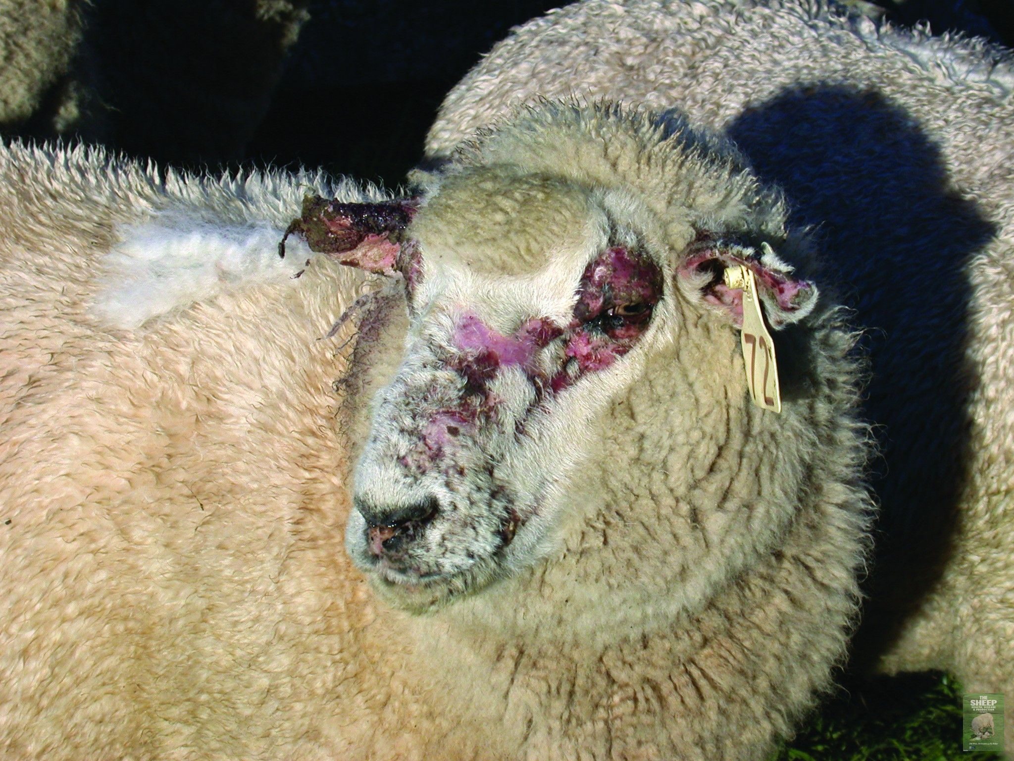 Summer and photosensitivity - Dairy Country