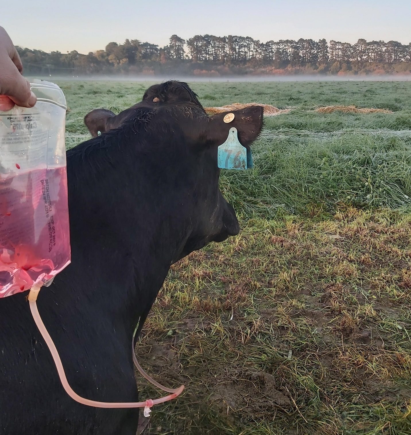 Diagnosing your down cows - Dairy Country