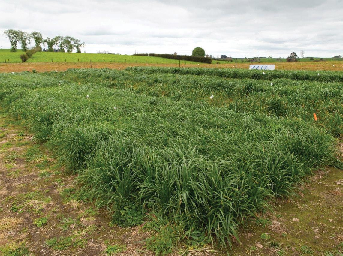 Winter catch crops a must for maize growers - Dairy Country