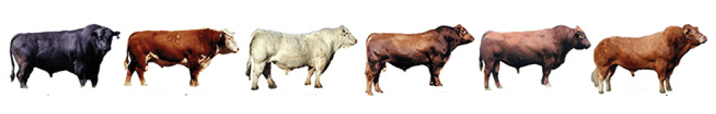 Cattle breeds: From Marsden’s Shorthorns to Abondance - Dairy Country