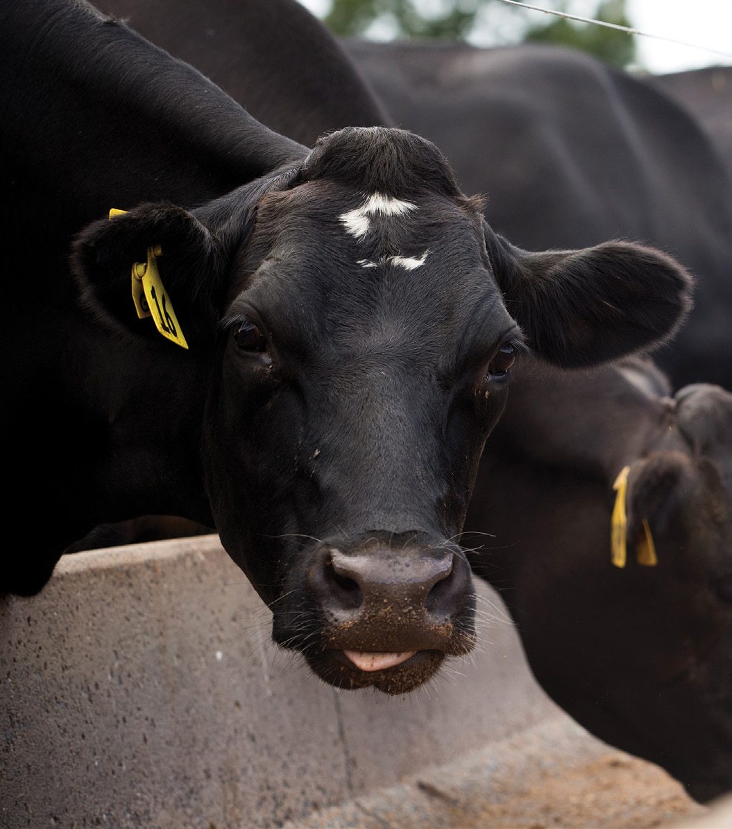 Feeding the cow and the rumen - Dairy Country