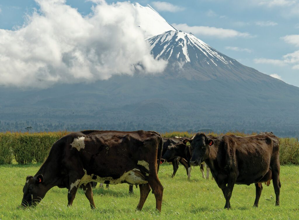 Taranaki soft core - Dairy Country