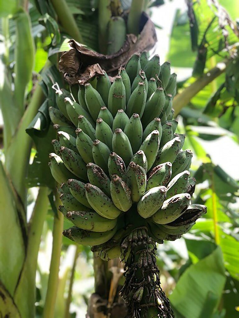 Going bananas - Dairy Country
