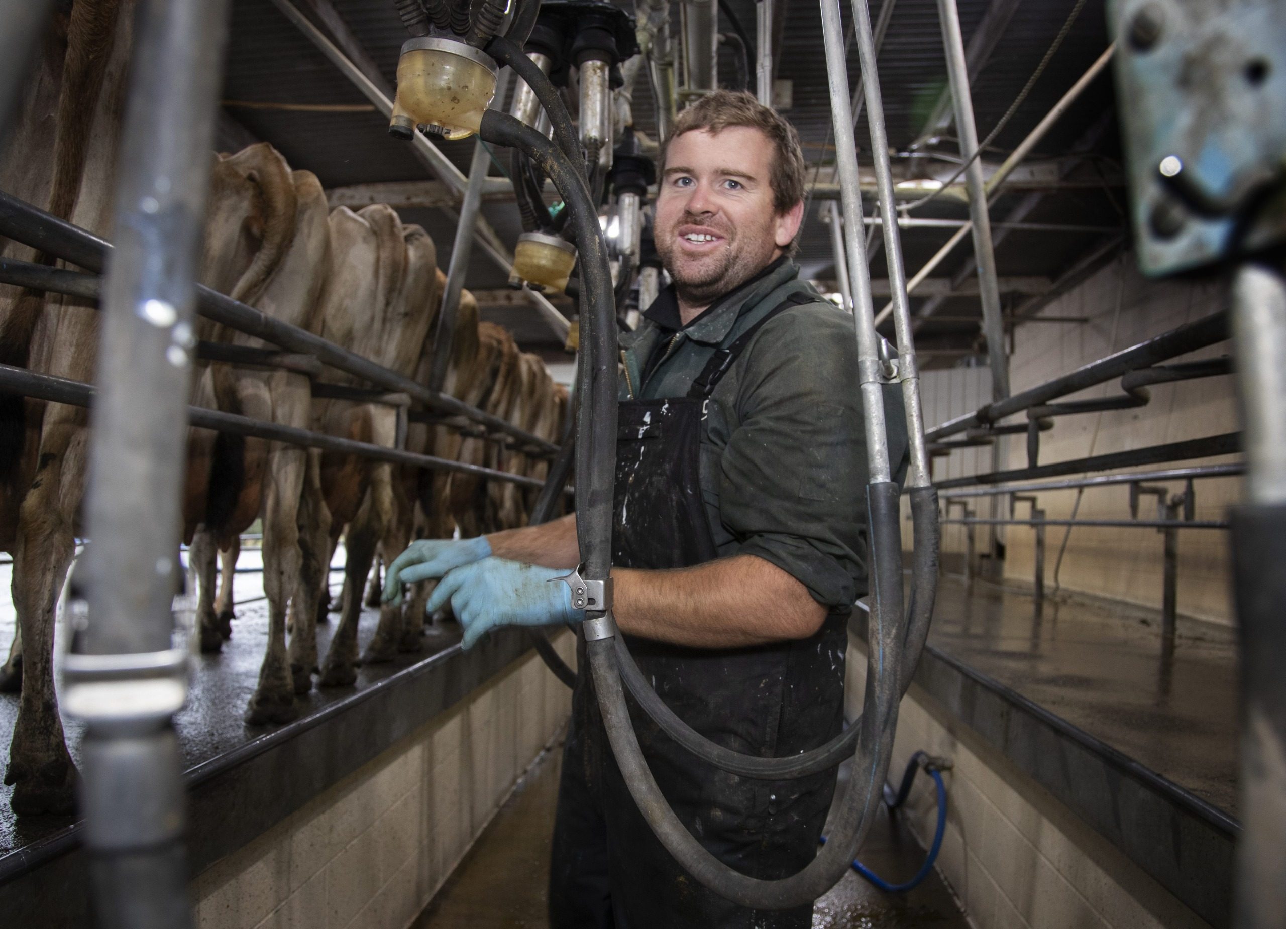 Once-a-day farmer wins on the day - Dairy Country