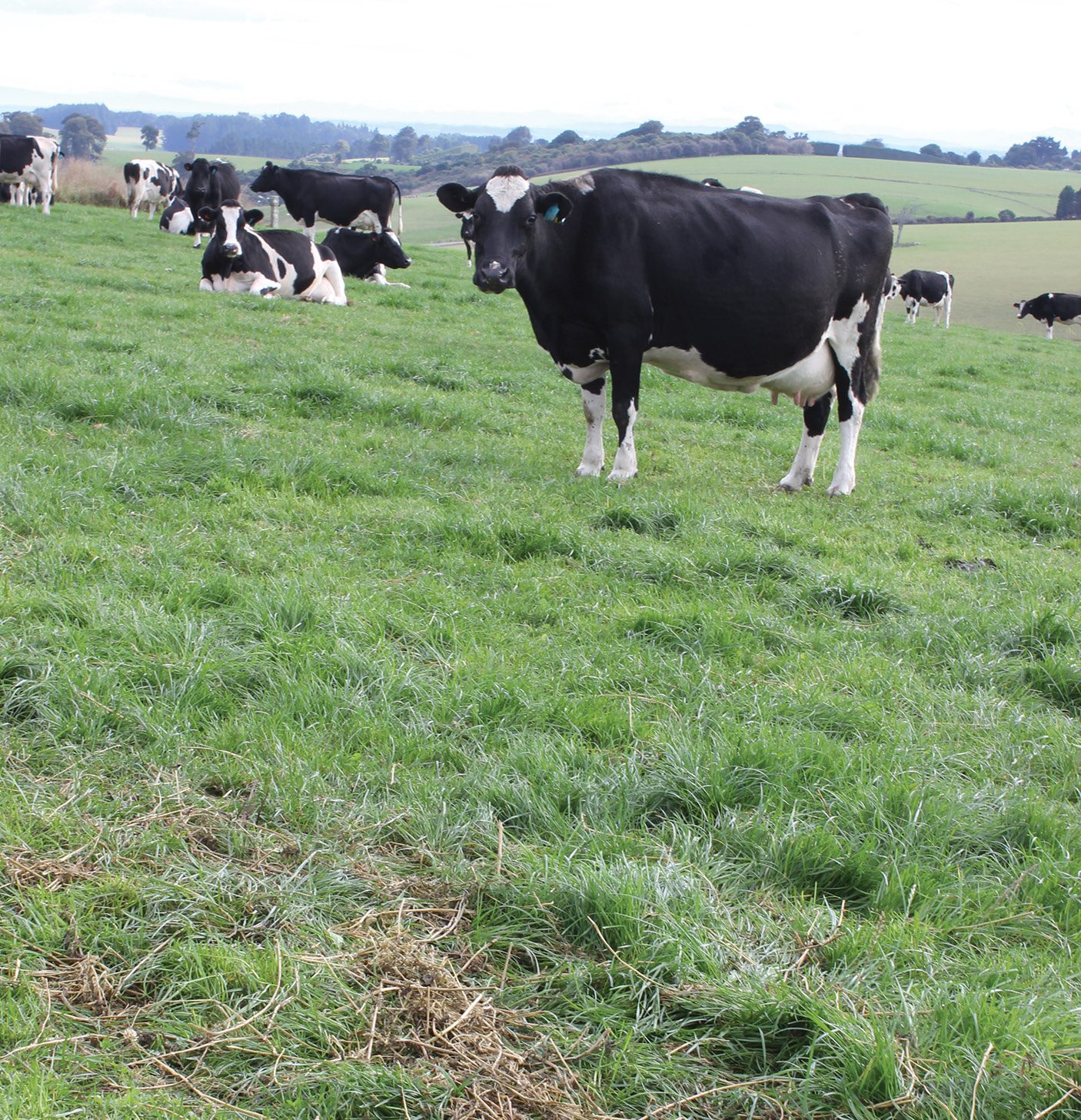 Success with lucerne - Dairy Country