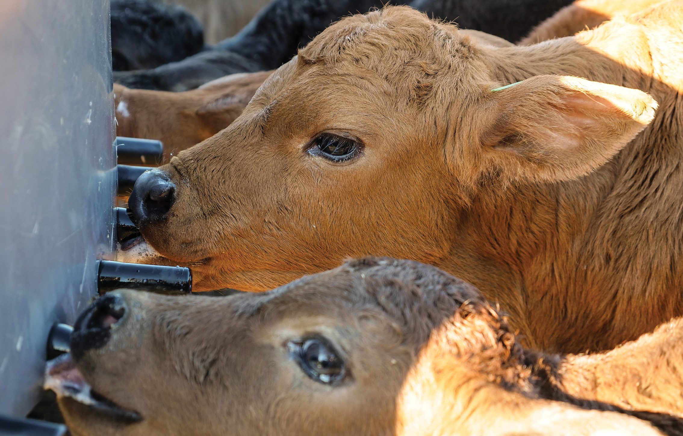 Calf rearing in a volatile world - Dairy Country