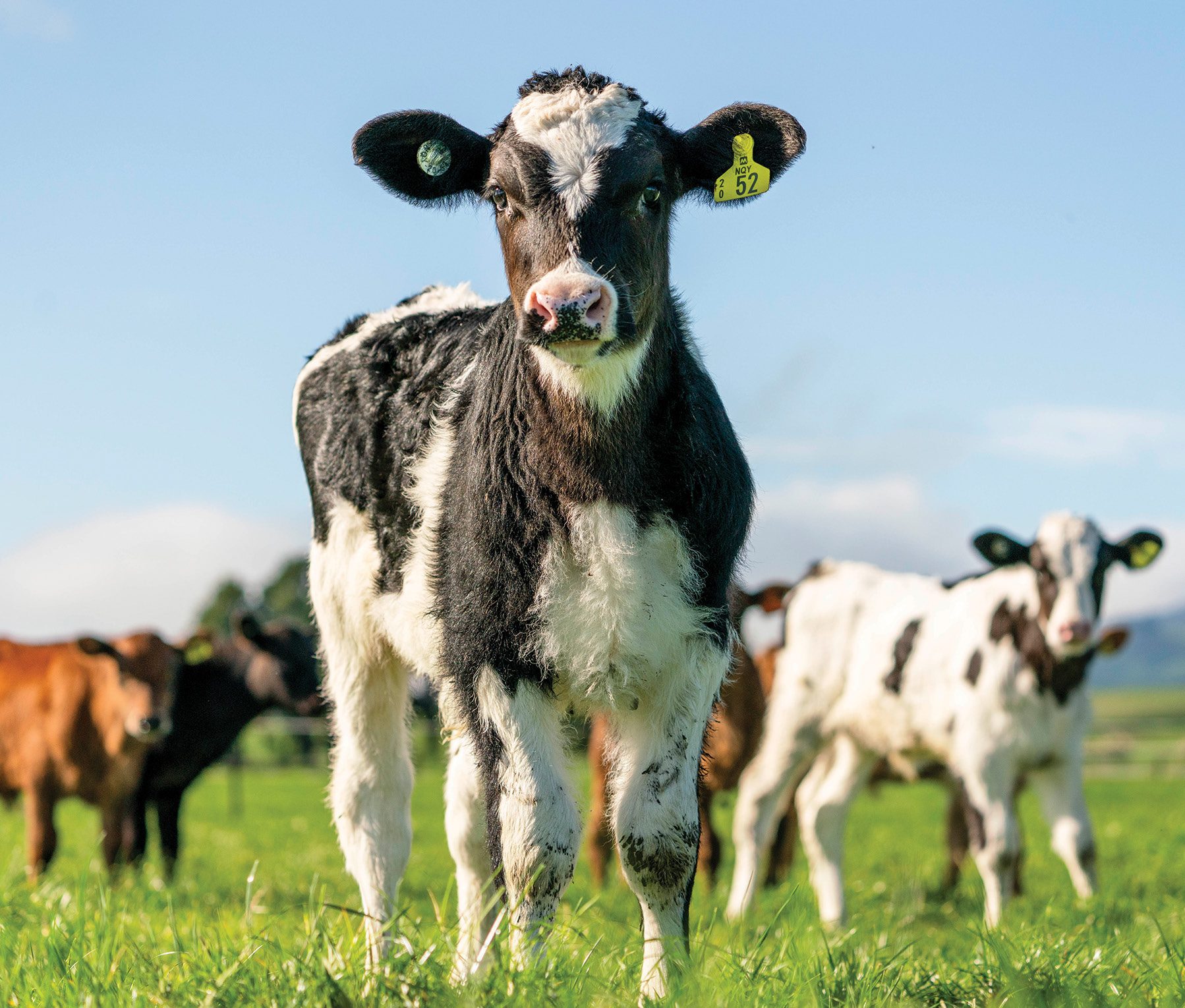 Back to basics with veal - Dairy Country