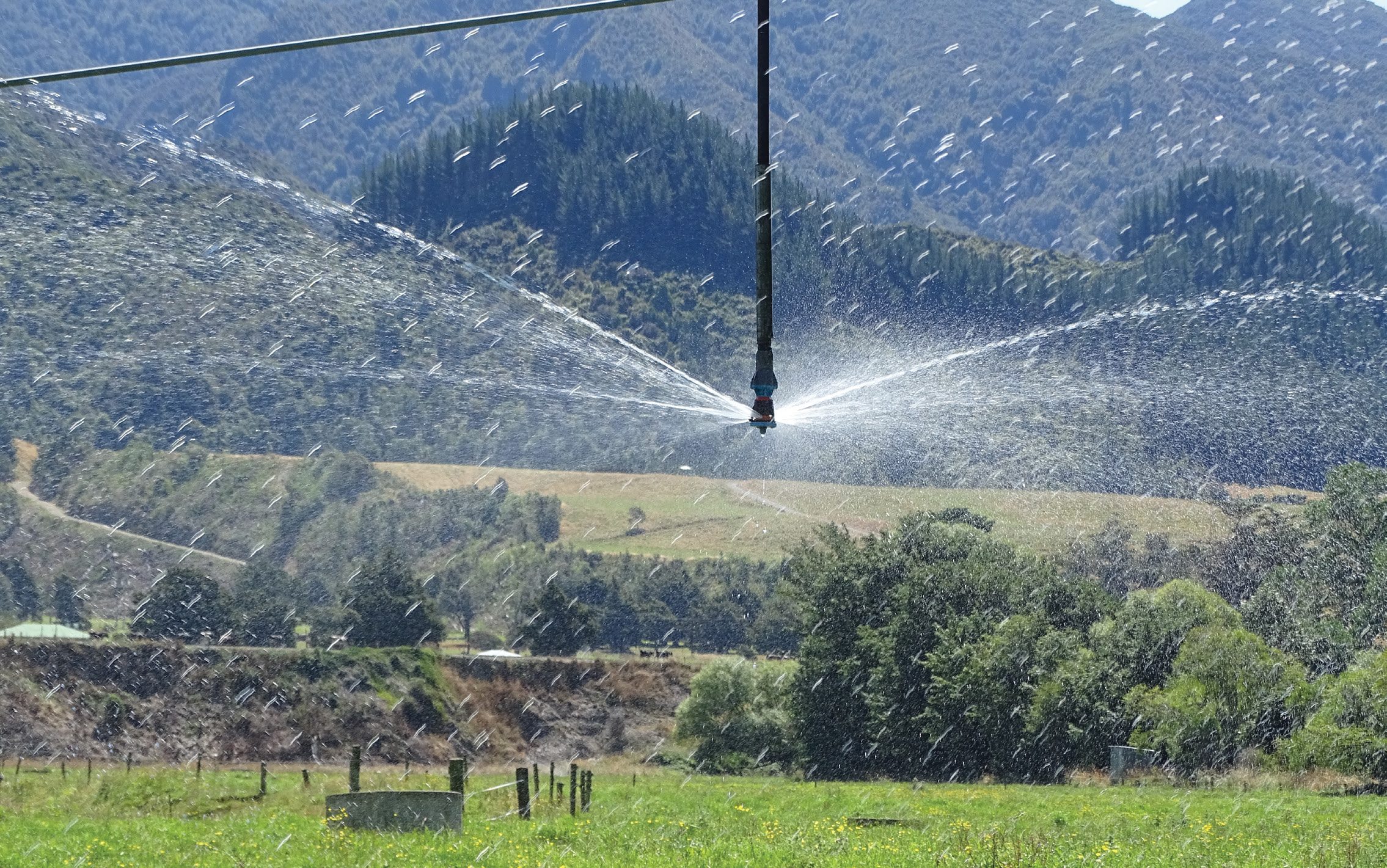 Pellets and pakihi - Dairy Country