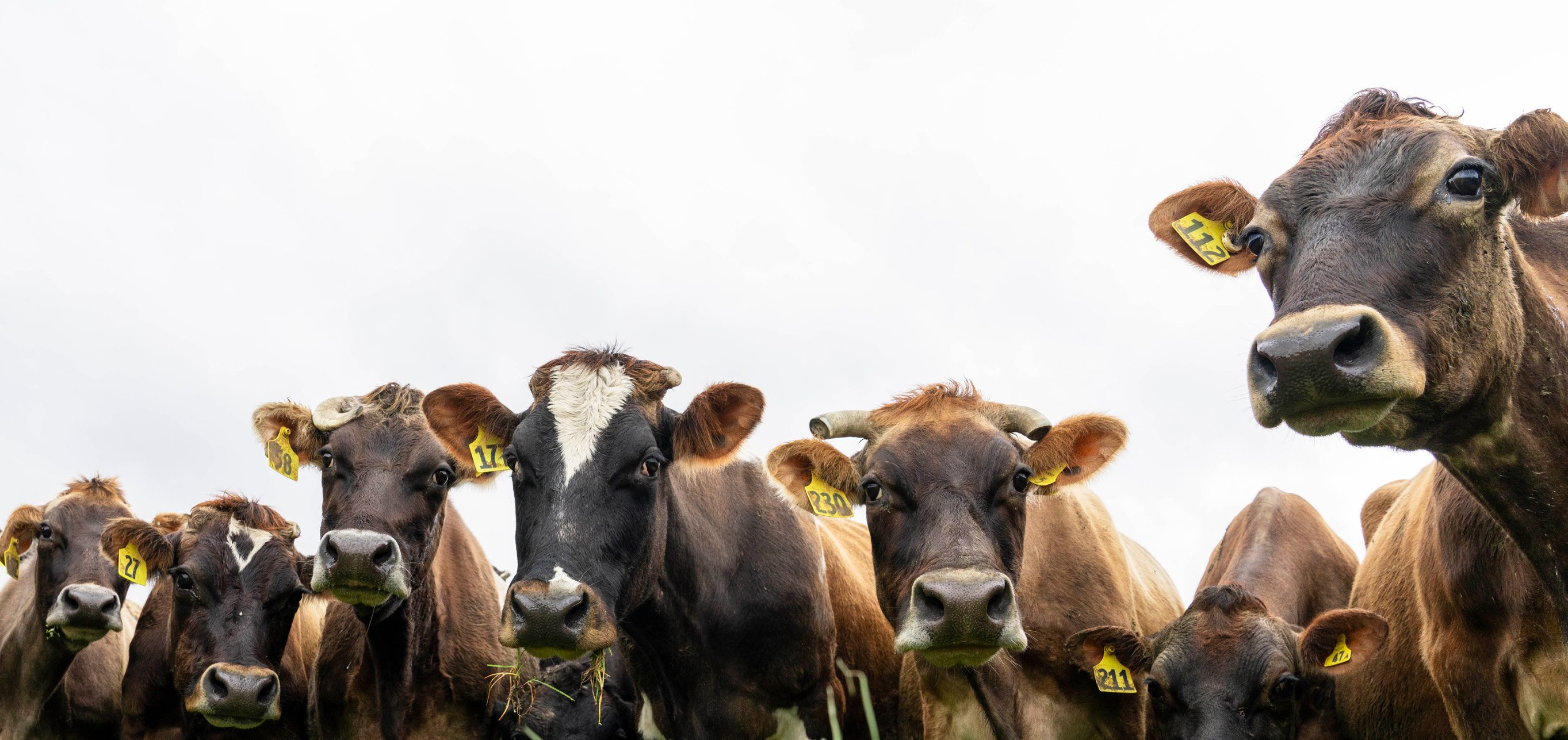 Peeking over the farm gate - Dairy Country