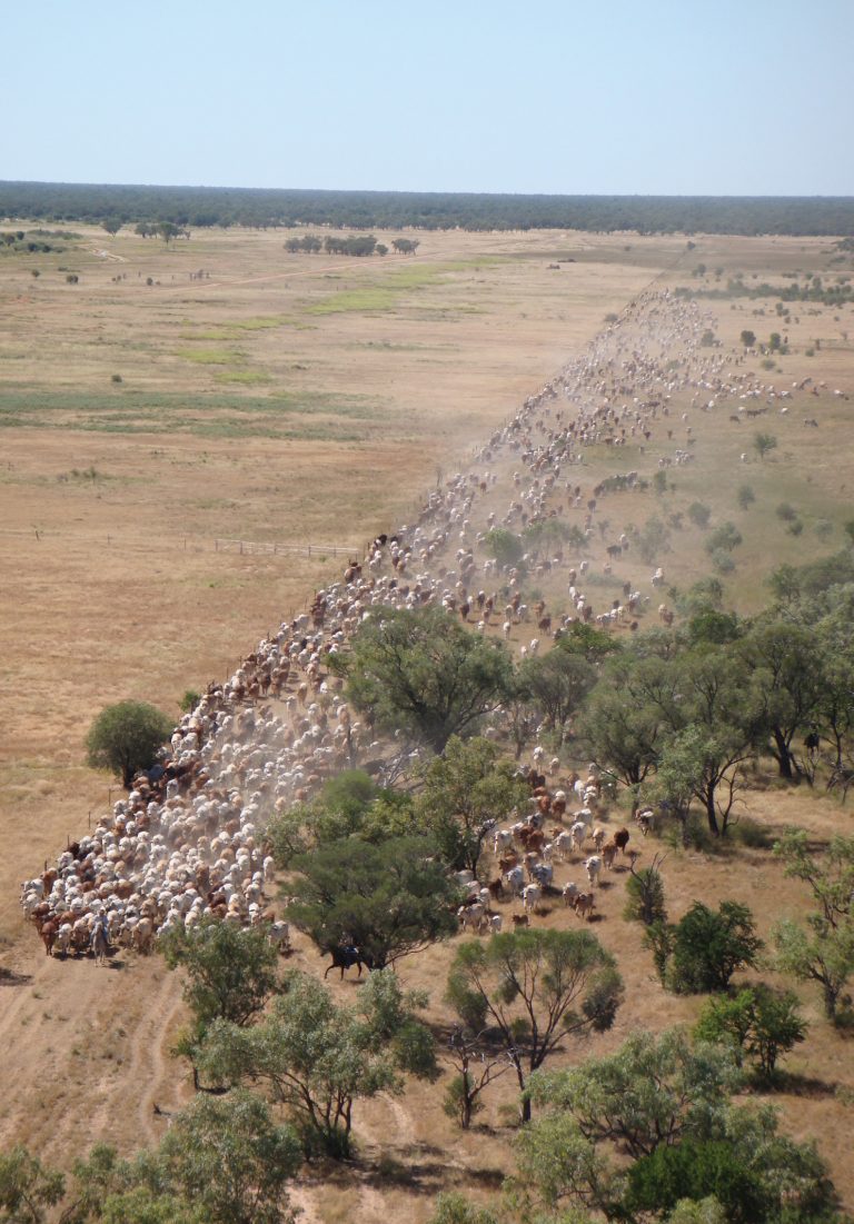 Doing things their way - Dairy Country