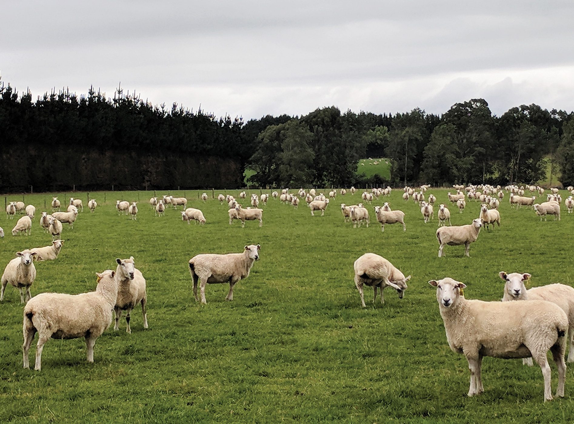 Stars in the flock - Low-methane-emitting sheep - Dairy Country