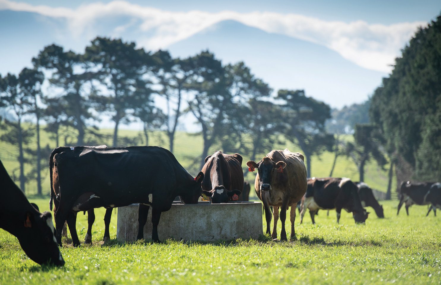 How heat impacts your cows - Dairy Country