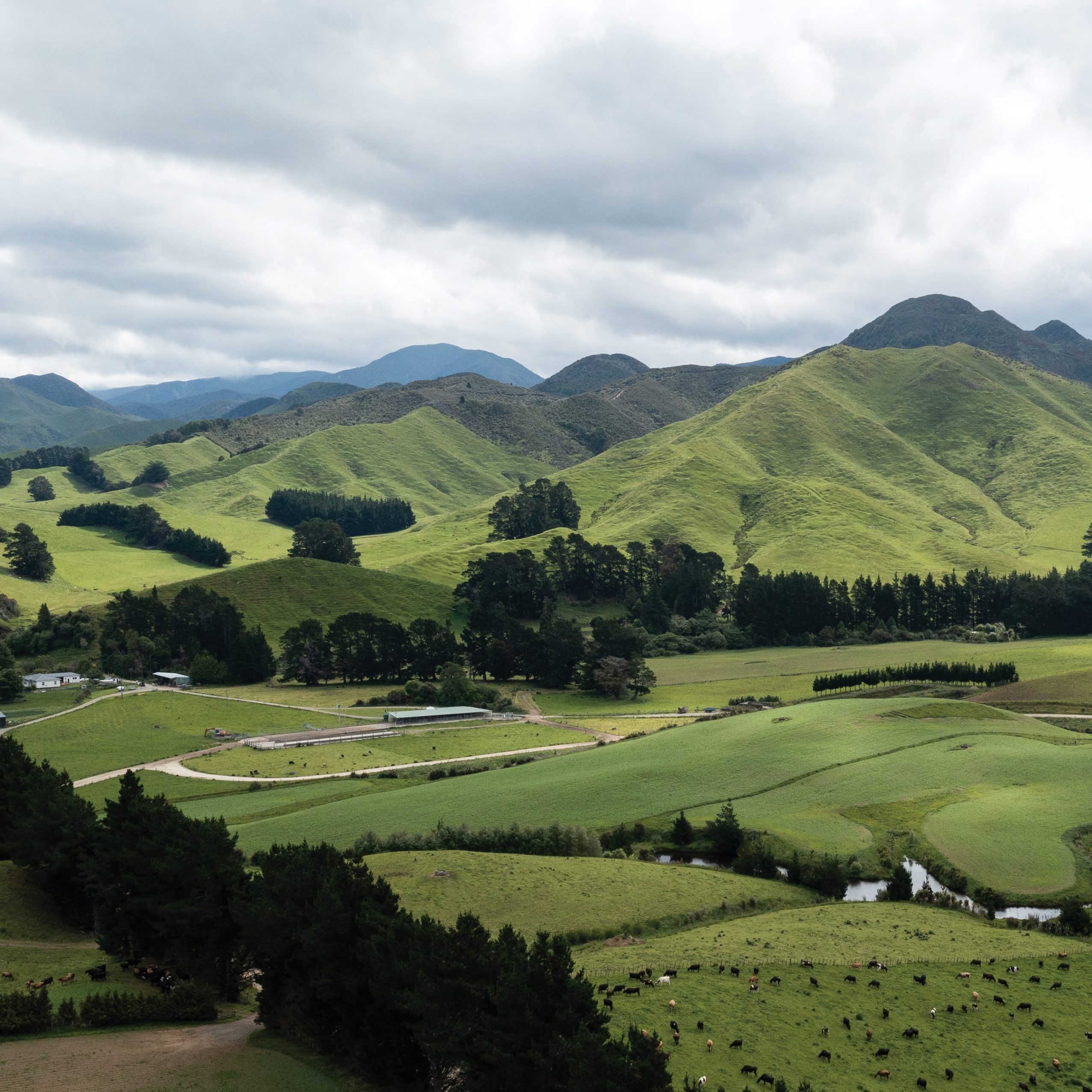 Paradise by the awa - Dairy Country