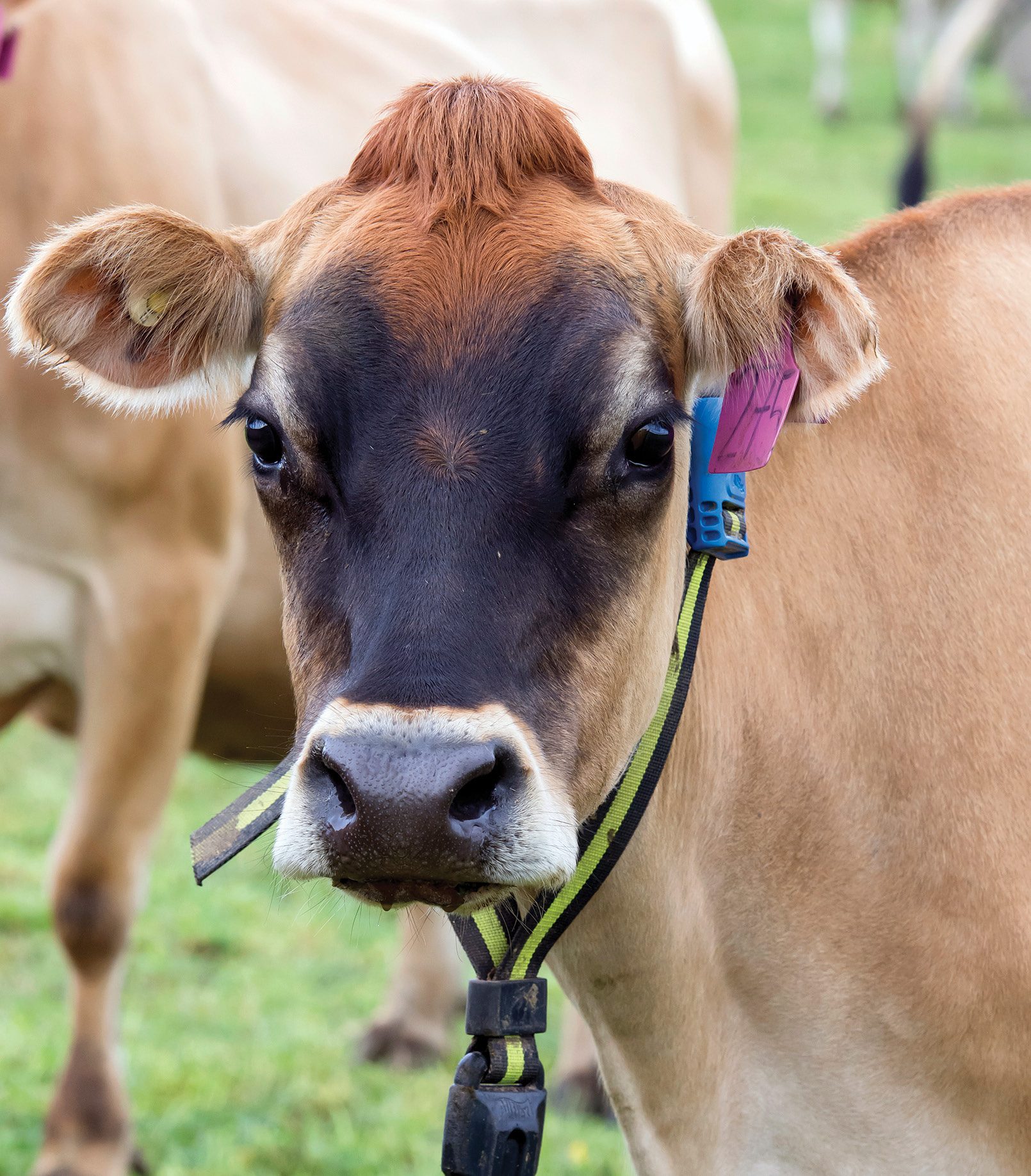 So you've got collars: Now what? - Dairy Country