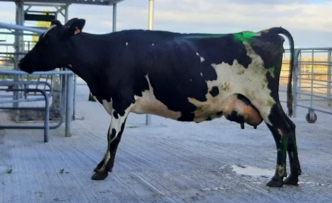 The colicking cow - Dairy Country