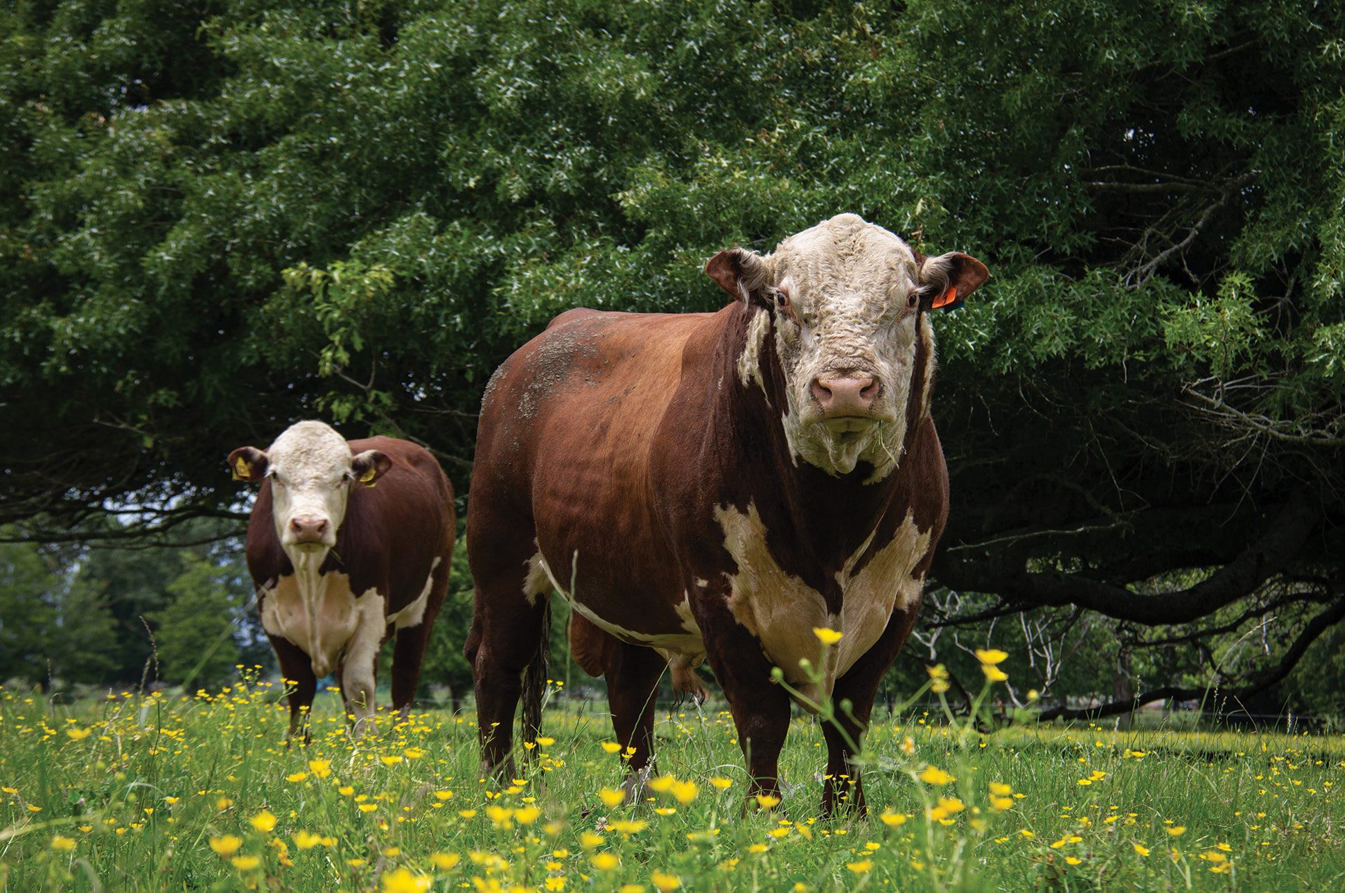 When dairy met beef - Dairy Country