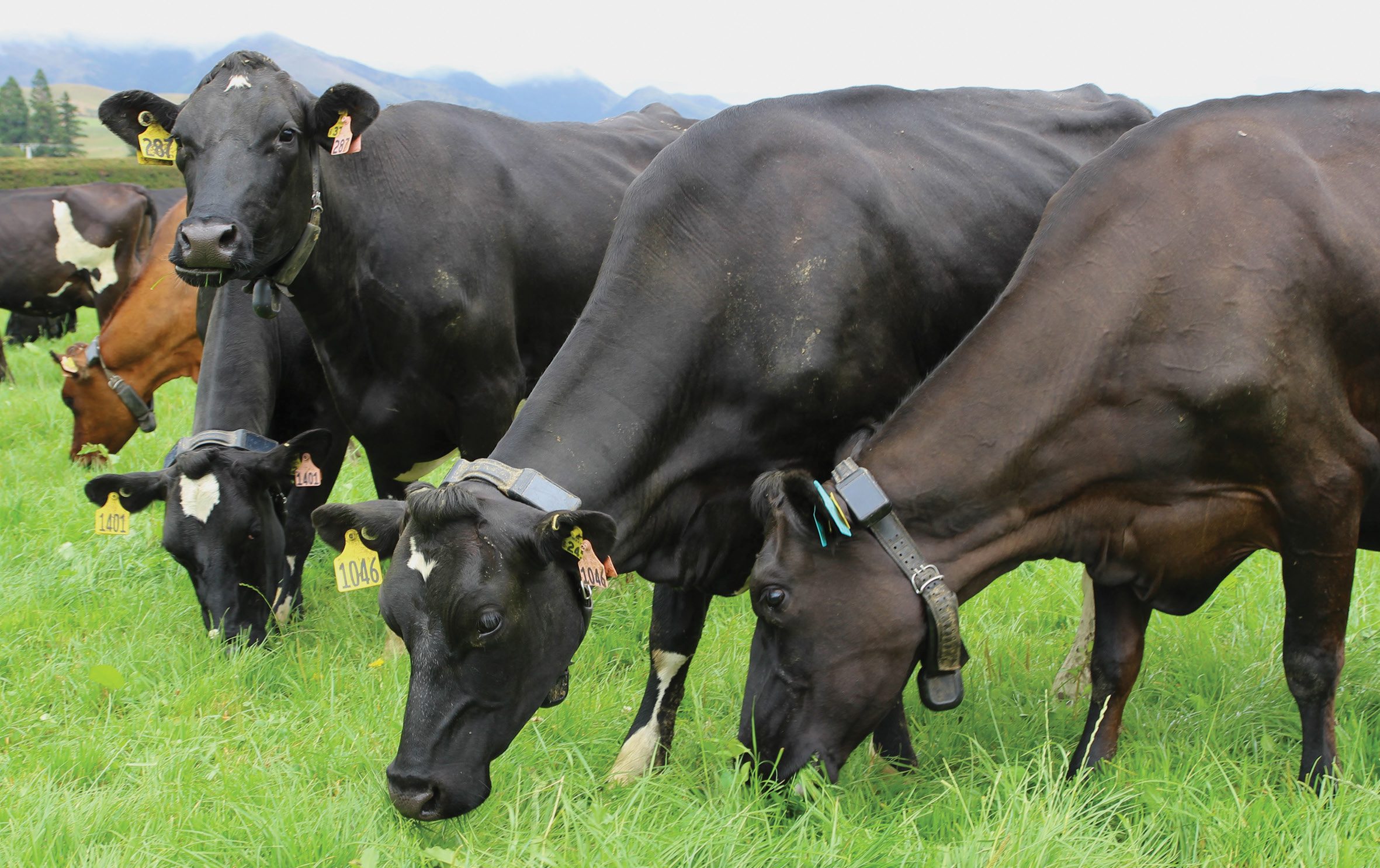 Collaring tangible benefits - Dairy Country