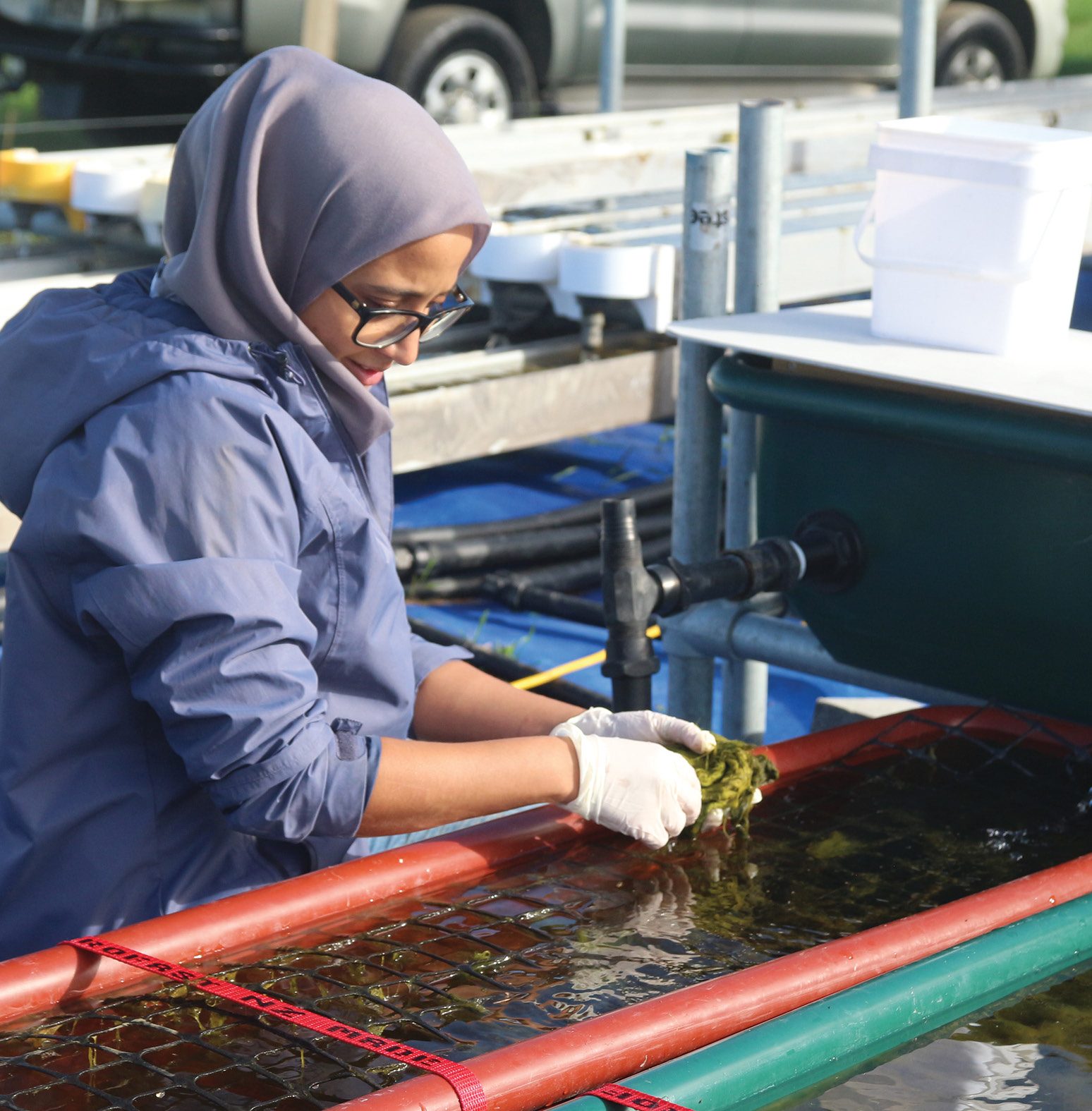 Algae used to capture nutrients - Dairy Country