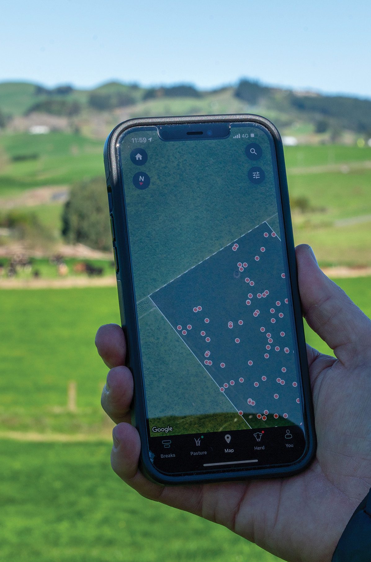 ‘Hands solo’ for cow collar farmer - Dairy Country