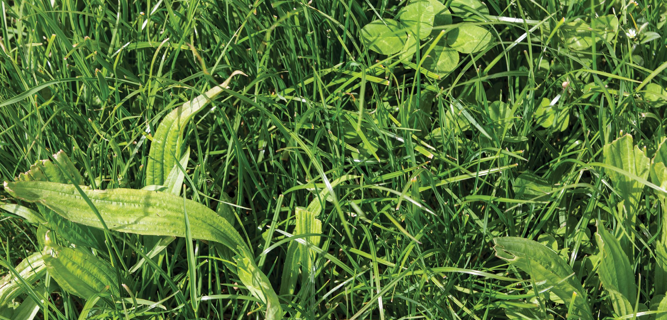 How resilient are New Zealand pastures? - Dairy Country