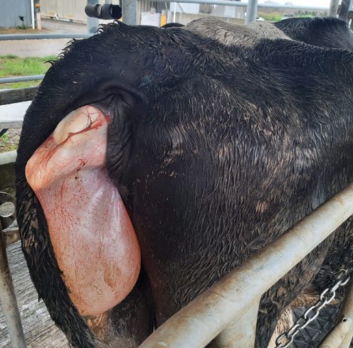 The spring calving kit - Dairy Country