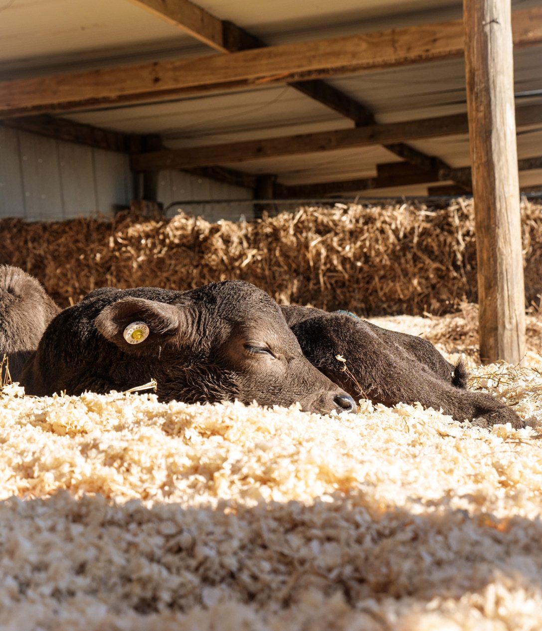 What it costs to rear a calf in 2023 - Dairy Country
