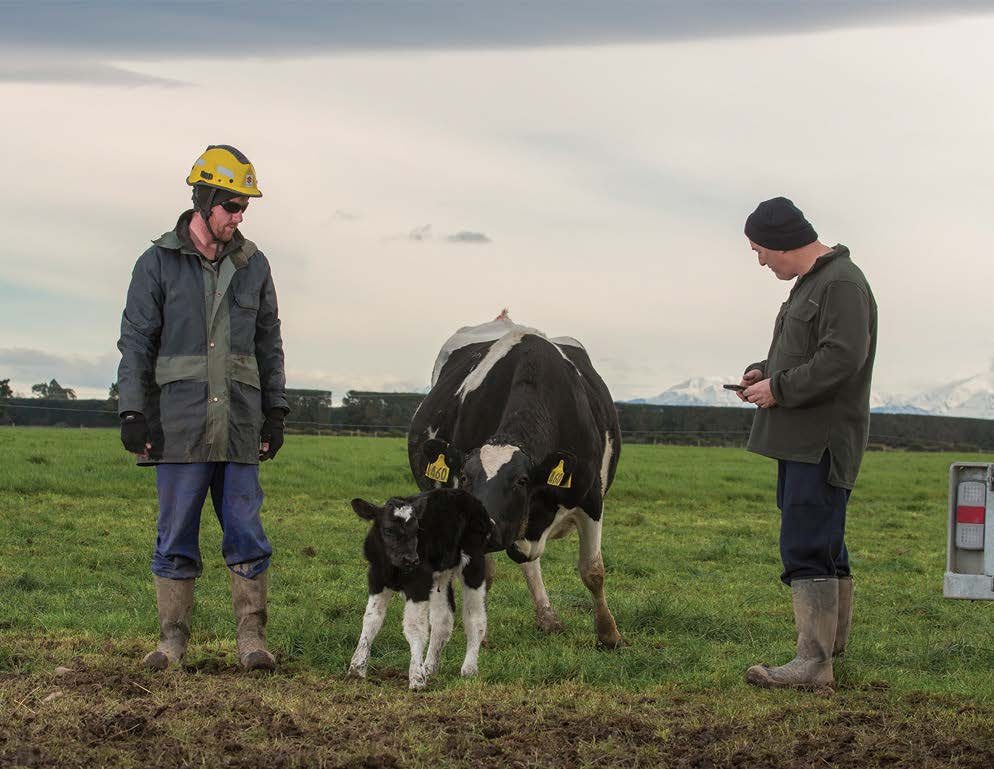 Let's celebrate our farm teams - Dairy Country