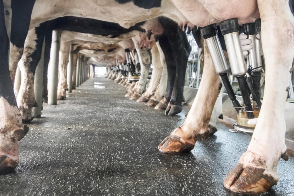 Choosing the right teat spray - Dairy Country