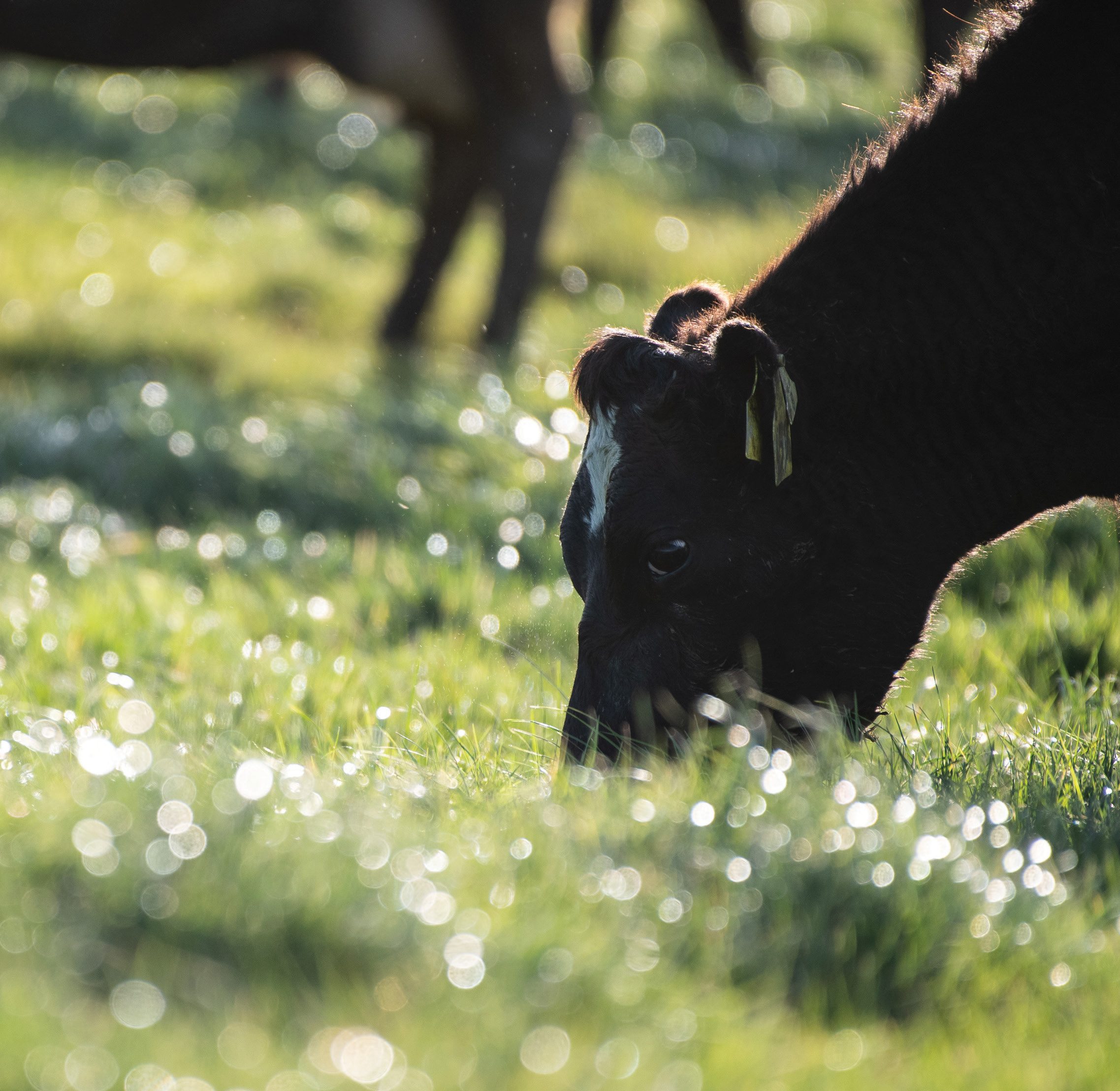 Pasture management in the wet - Dairy Country