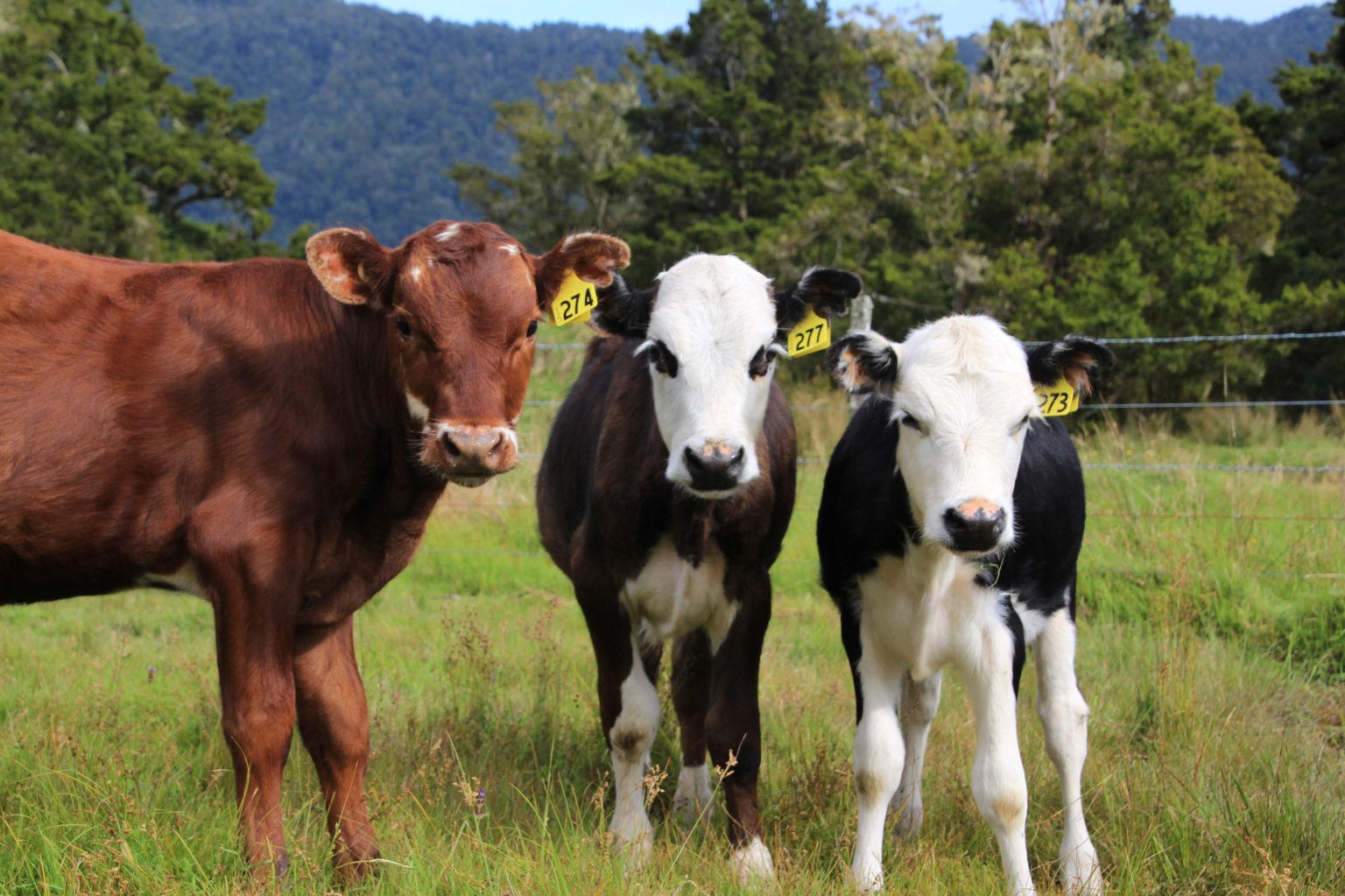 Demonstrating value to beef and dairy sectors - Dairy Country