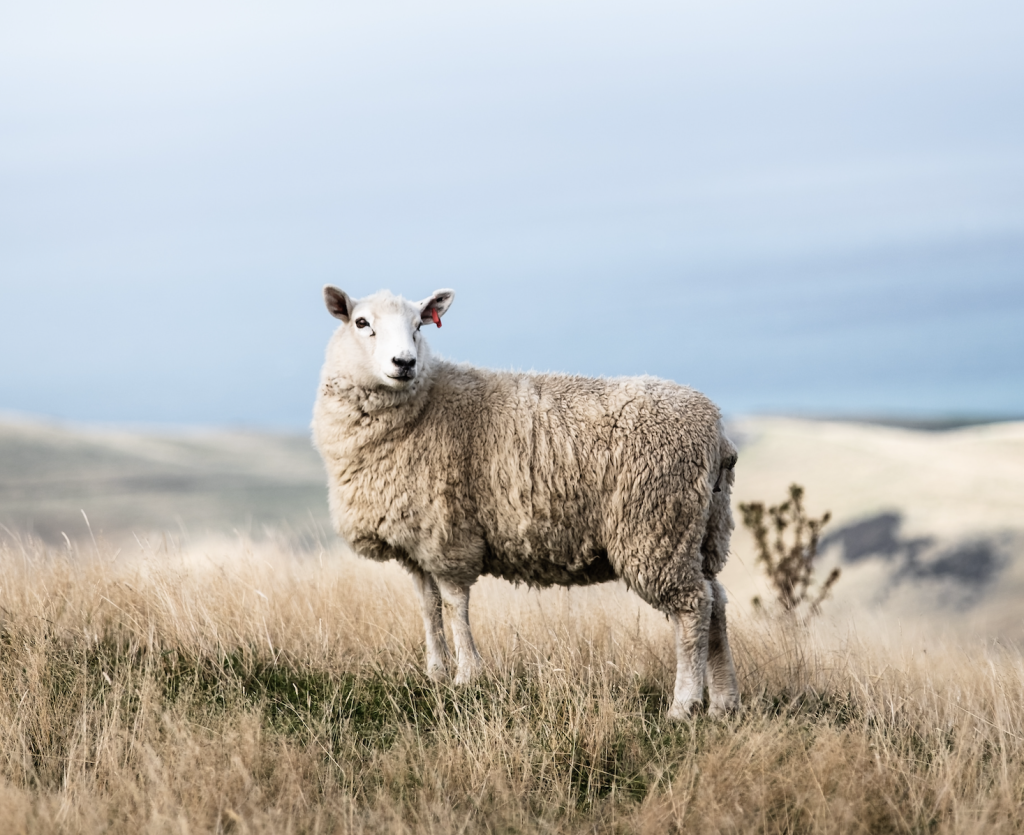 Worms: Follow the sheep - Dairy Country