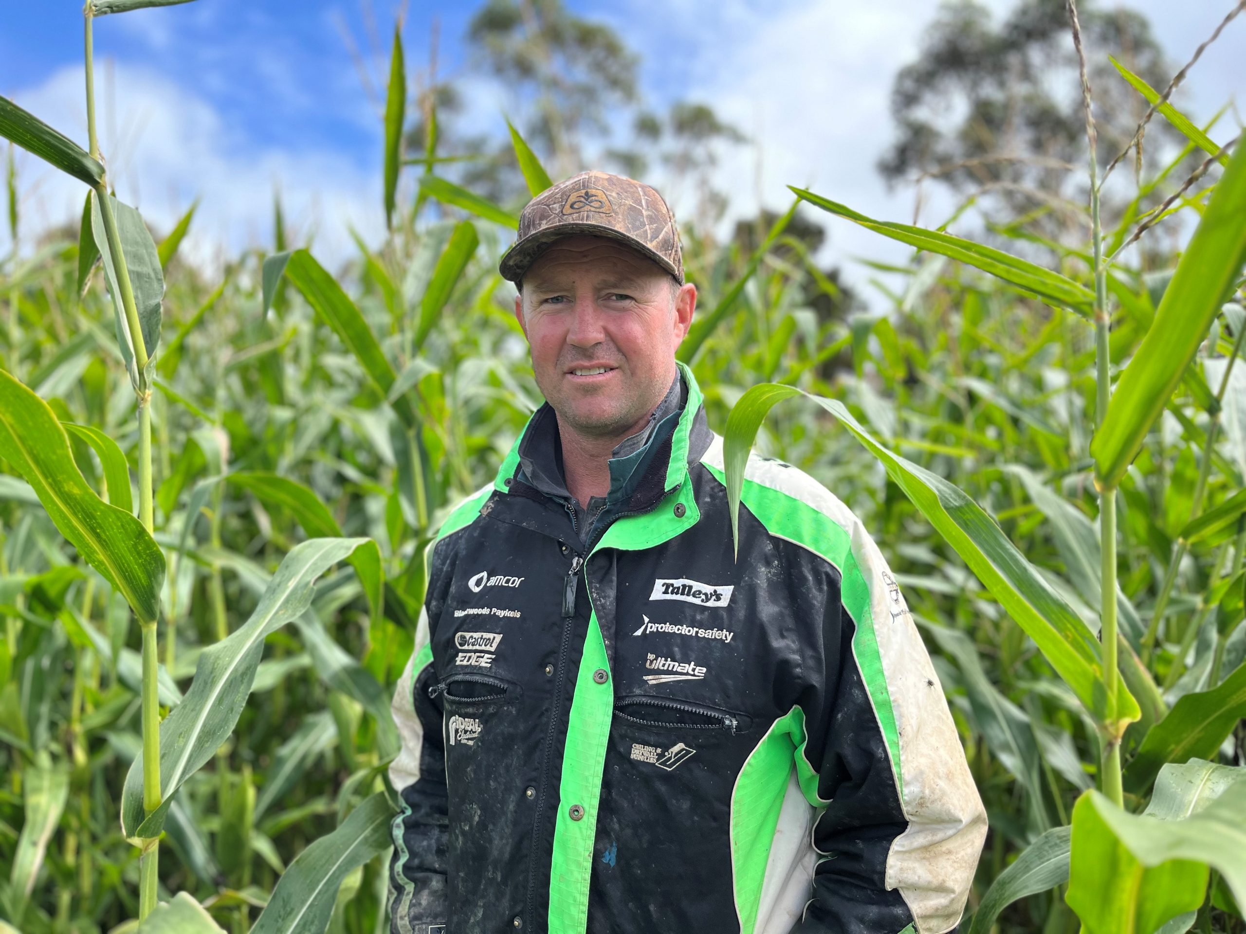 Maize establishment trial tackles difficult soil type - Dairy Country