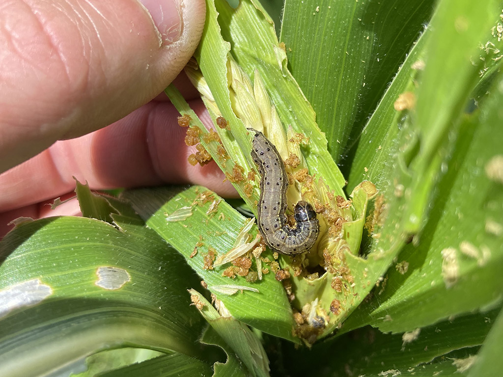Maize pest settles in - Dairy Country
