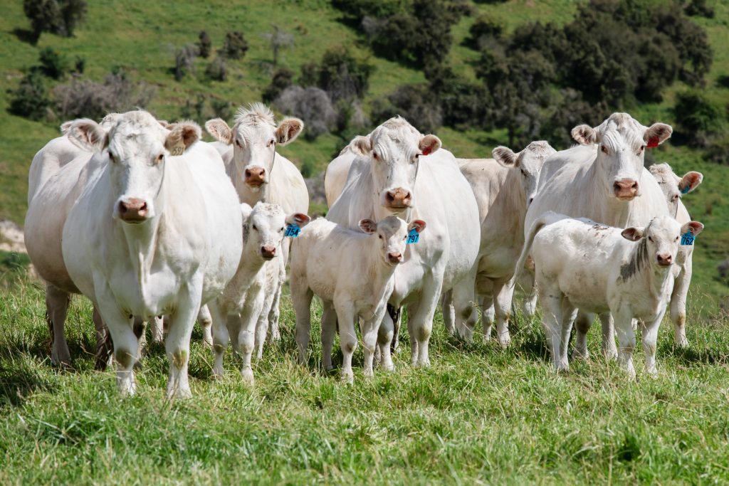 World-Leading Beef-on-Dairy Genetics for Dairy Farmers - Dairy Country
