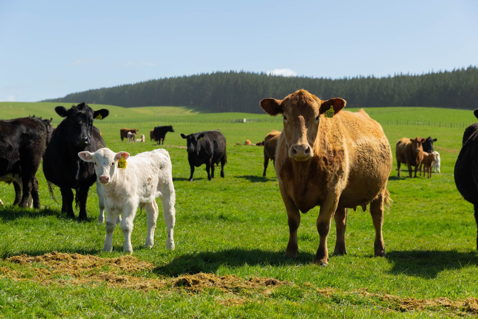 Awaking the sleepy beef-on-dairy giant - Dairy Country